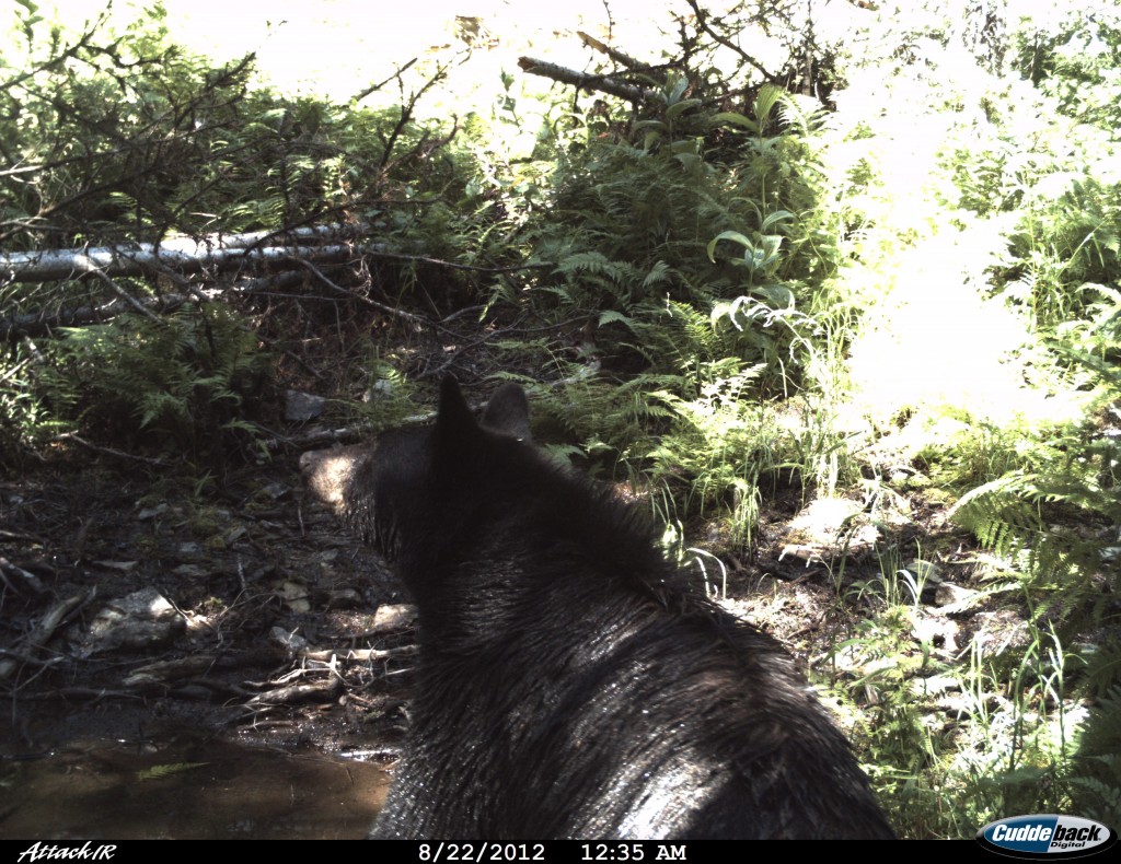 Bear Trail Cam Photos | Montana Hunting Outfitter