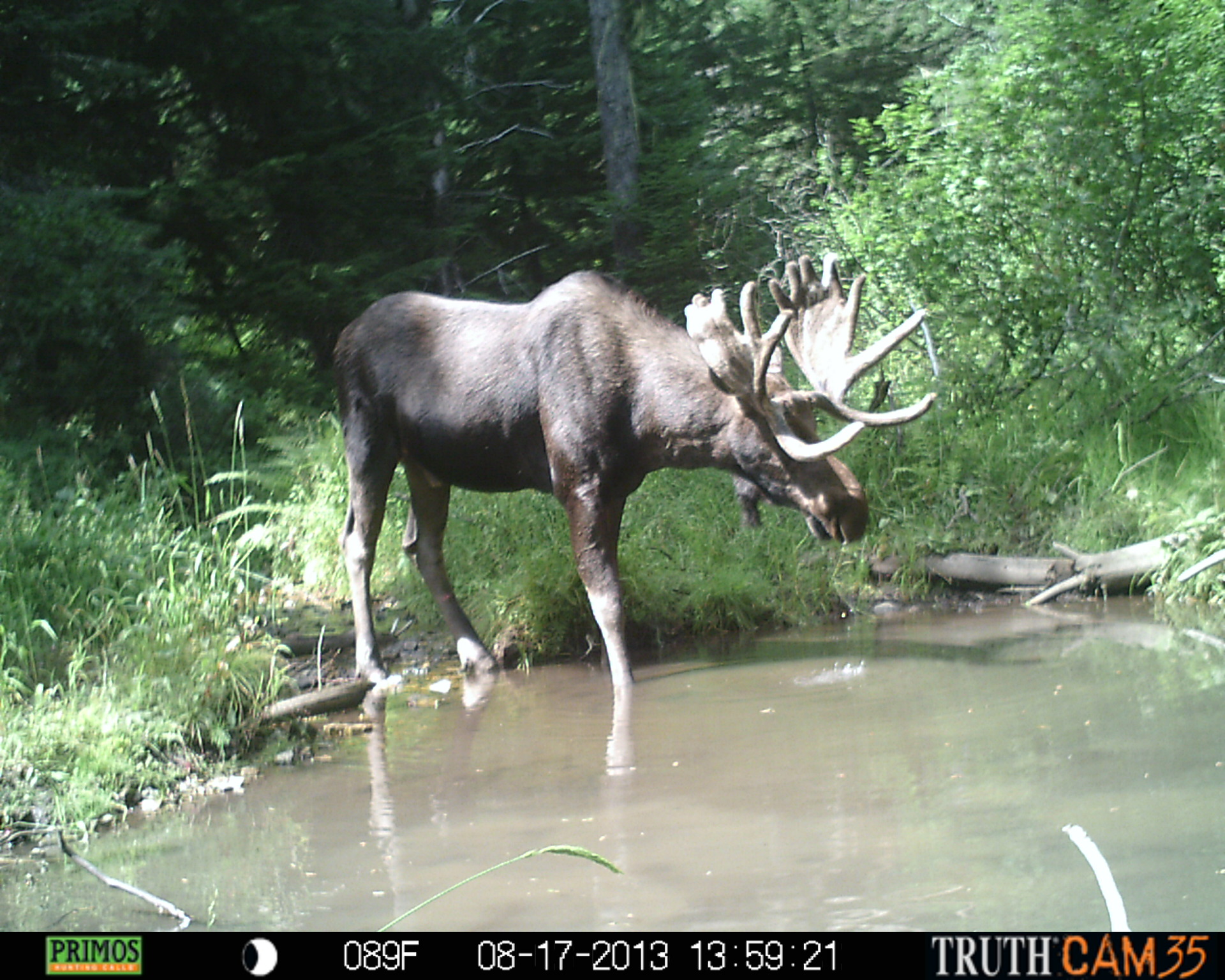 Moose Trail Cam Photos | Montana Hunting Outfitter
