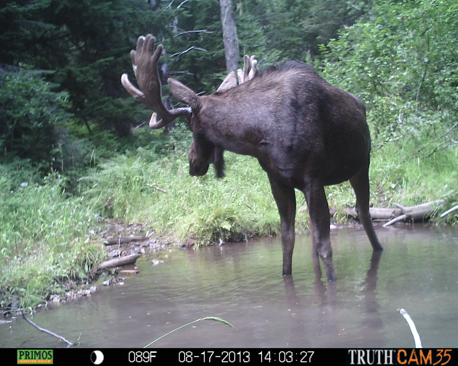 Moose Trail Cam Photos | Montana Hunting Outfitter