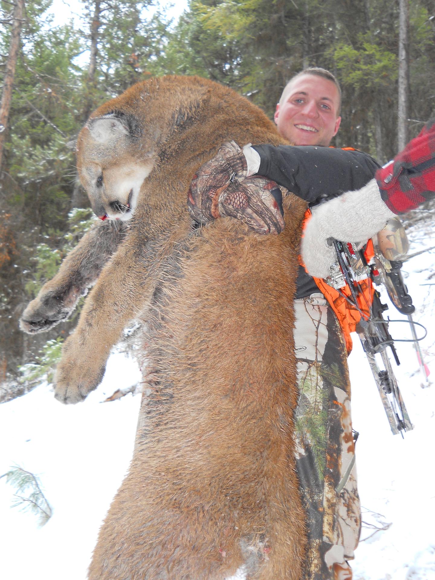 Mountain Lion Hunts | Montana Hunting Outfitter
