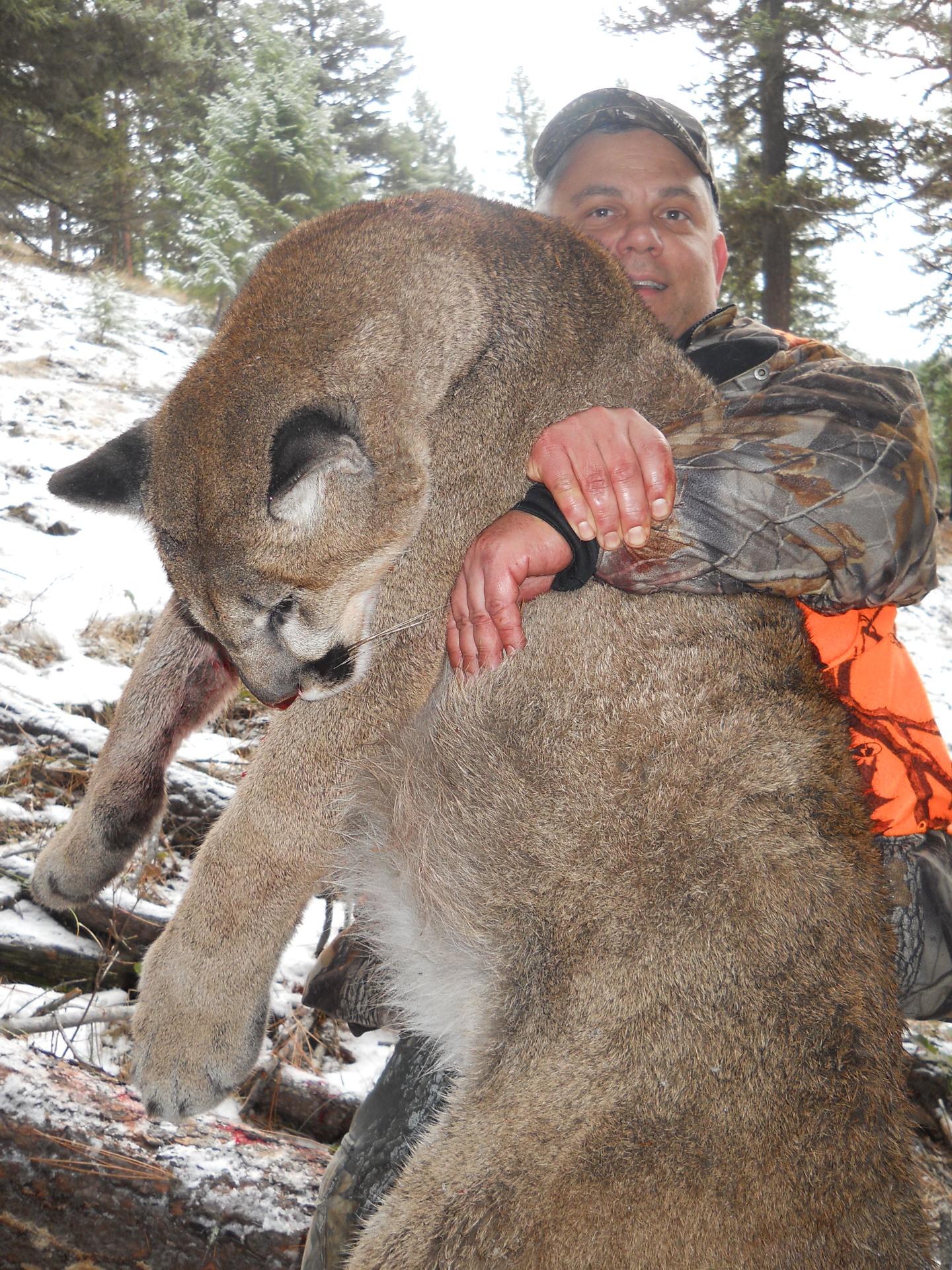 Mountain Lion Hunts | Montana Hunting Outfitter