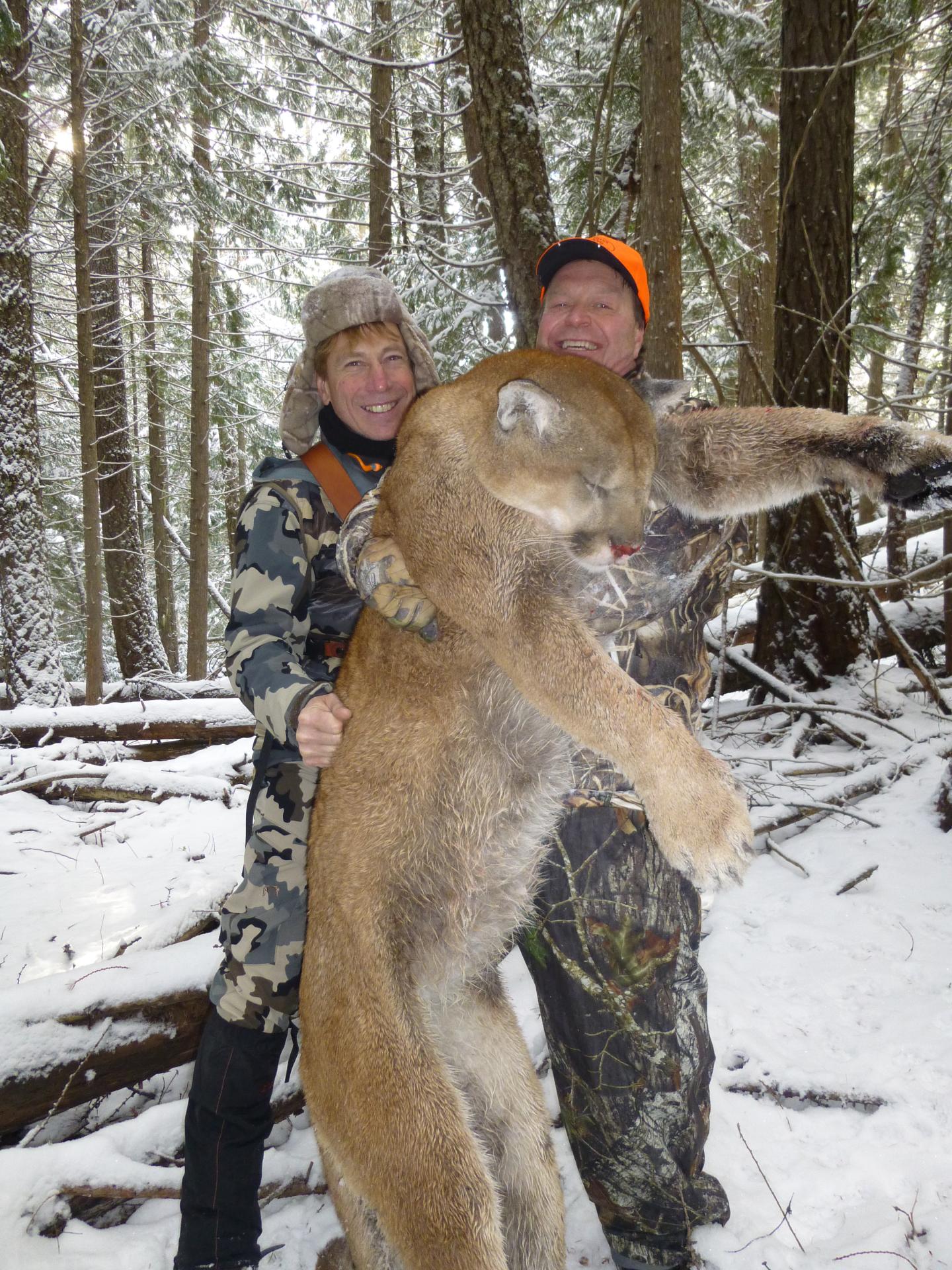 Mountain Lion Hunts | Montana Hunting Outfitter
