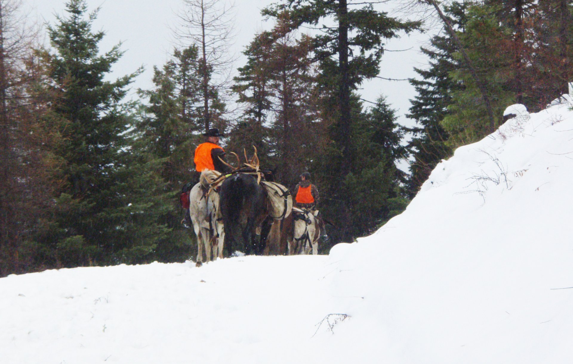 Elk Hunting trips | Montana Hunting Outfitter