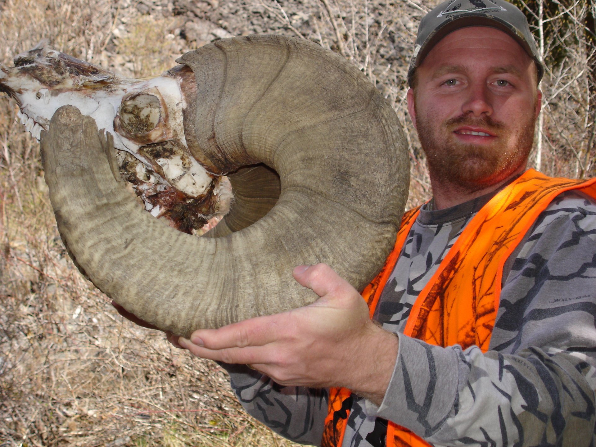 Bighorn Sheep Hunting | Montana Sheep Hunting Outfitter
