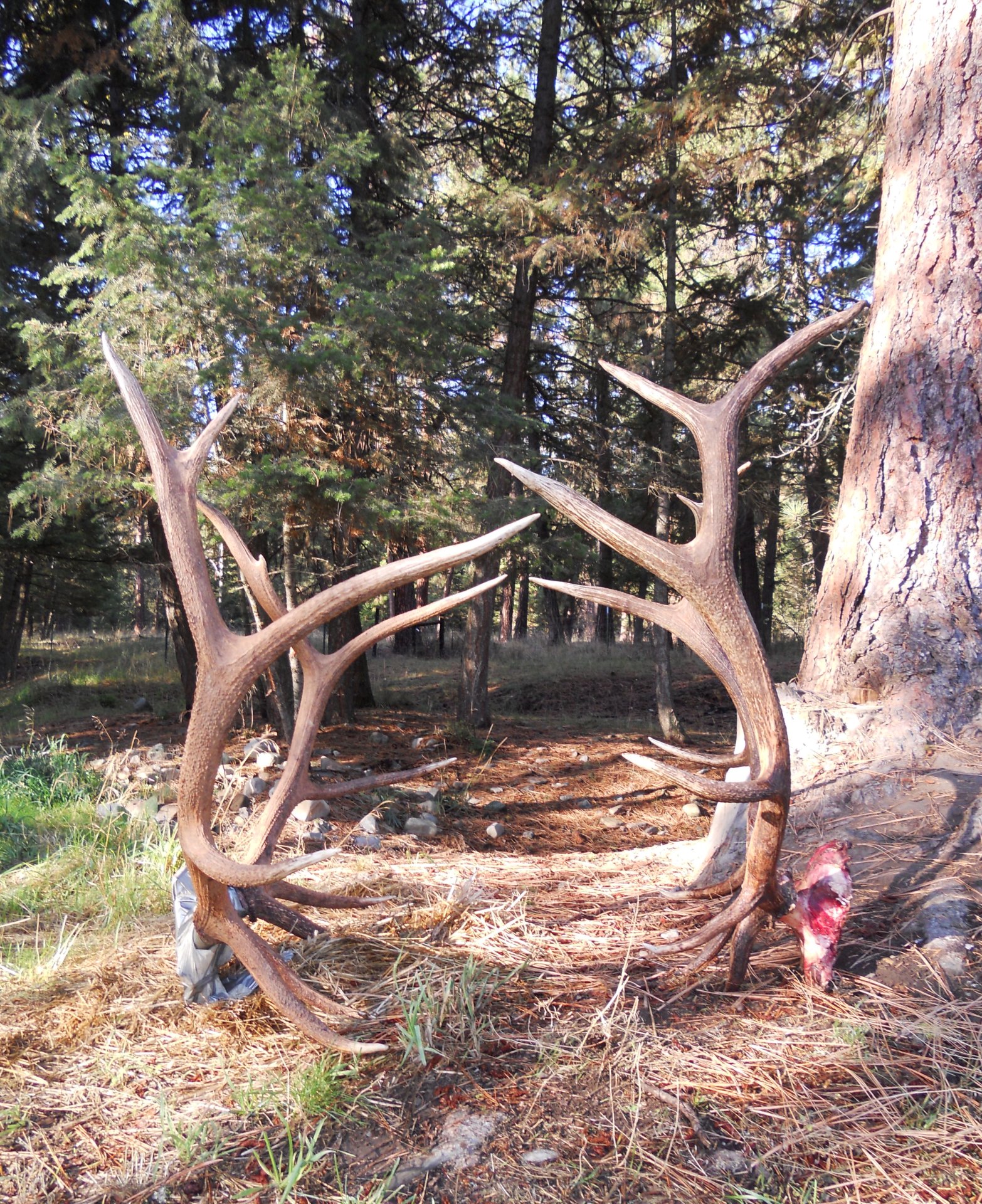 Elk Hunting Spike Camp | Montana Hunting Outfitter