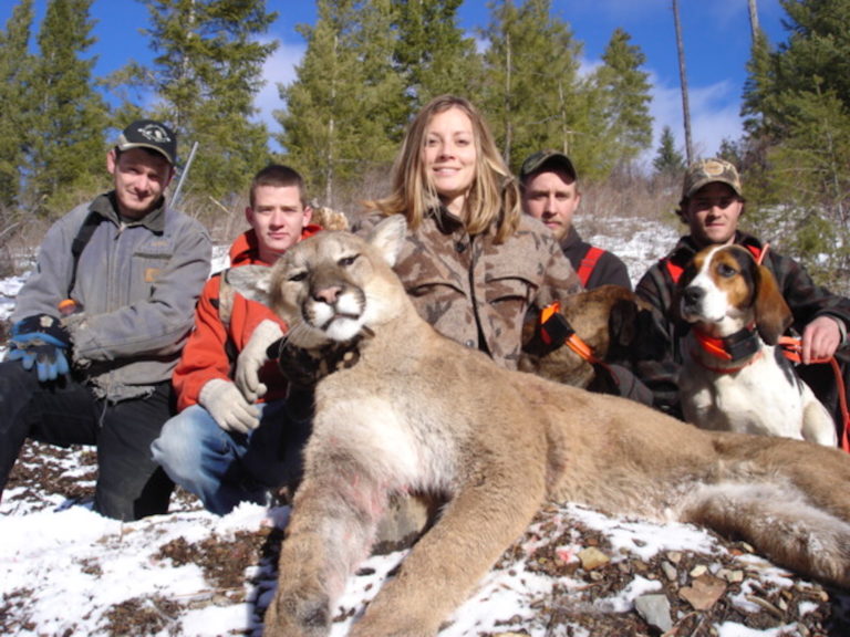 Mountain Lion Hunting, Best MT cougar Hunting Guides