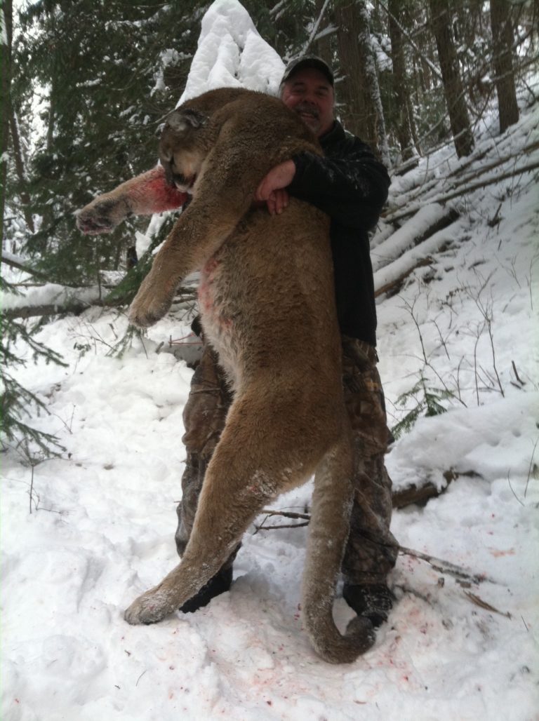 Mountain Lion Hunting, Best MT cougar Hunting Guides
