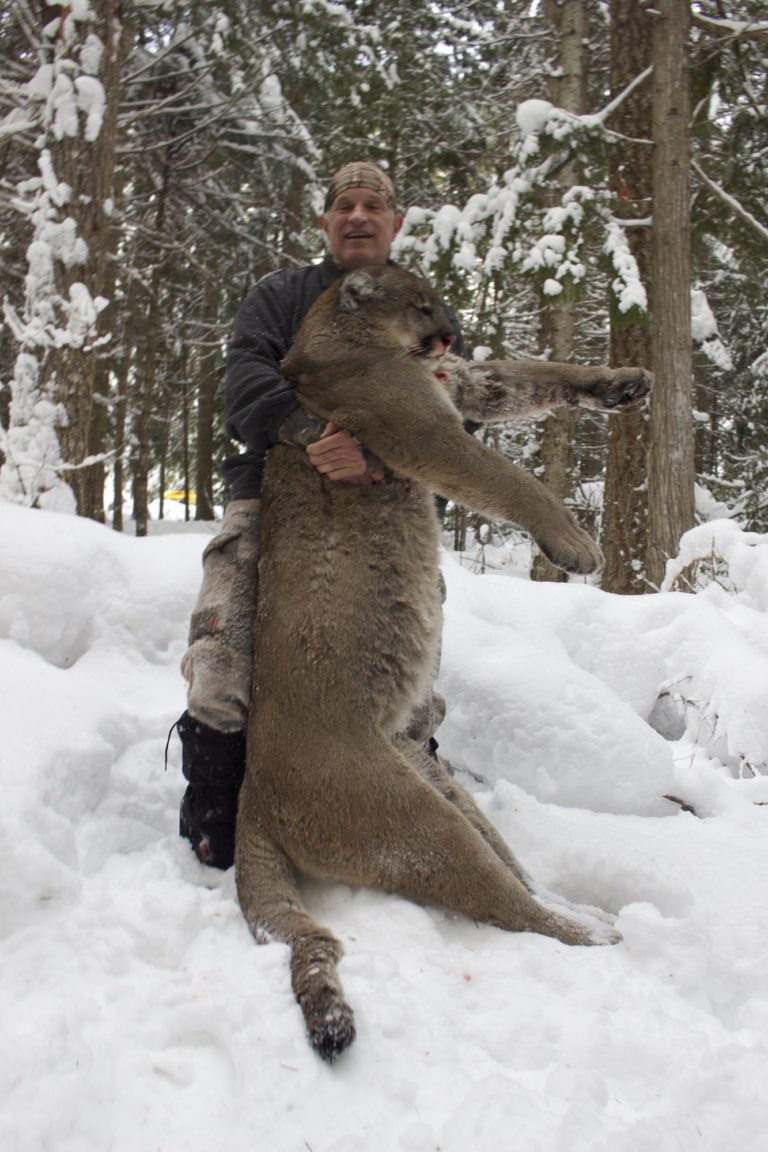 Mountain Lion Hunting, Best MT cougar Hunting Guides