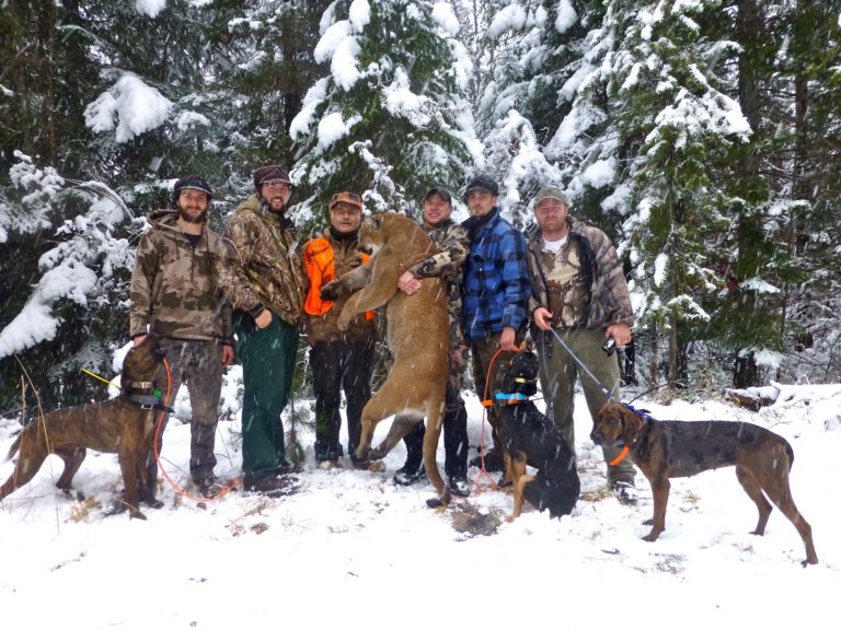 Mountain Lion Hunting, Best MT cougar Hunting Guides