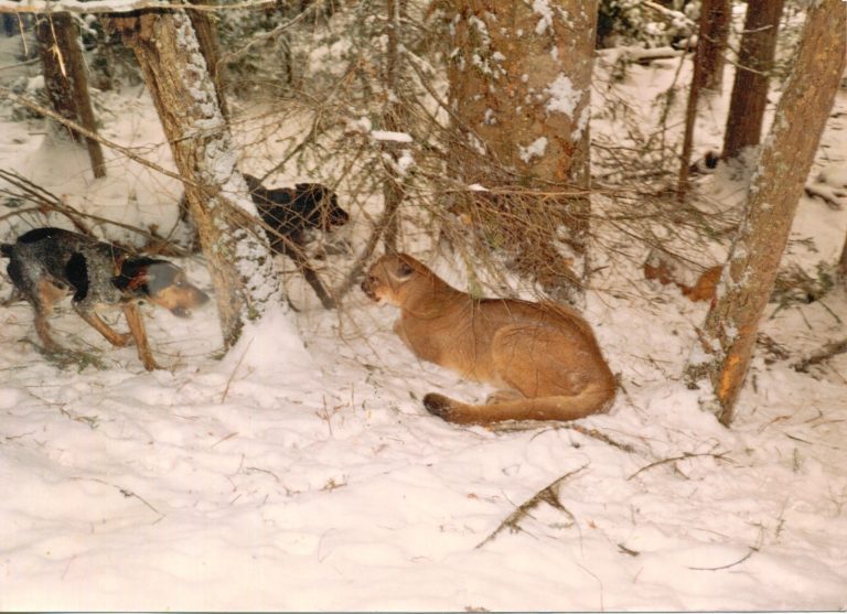 Mountain Lion Hunting, Best MT cougar Hunting Guides